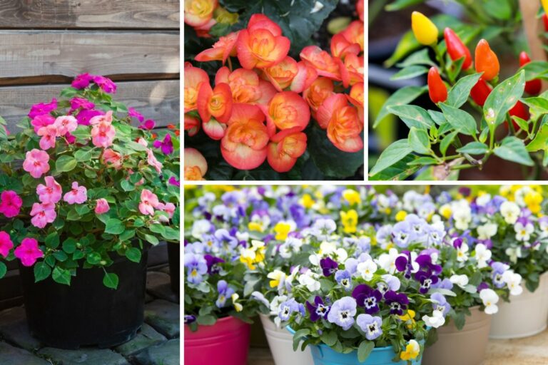 12 Best Plants for a Spillover Effect - Garden Lovers Club