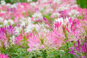 Cleome Care: Complete Growing Guide - Garden Lovers Club