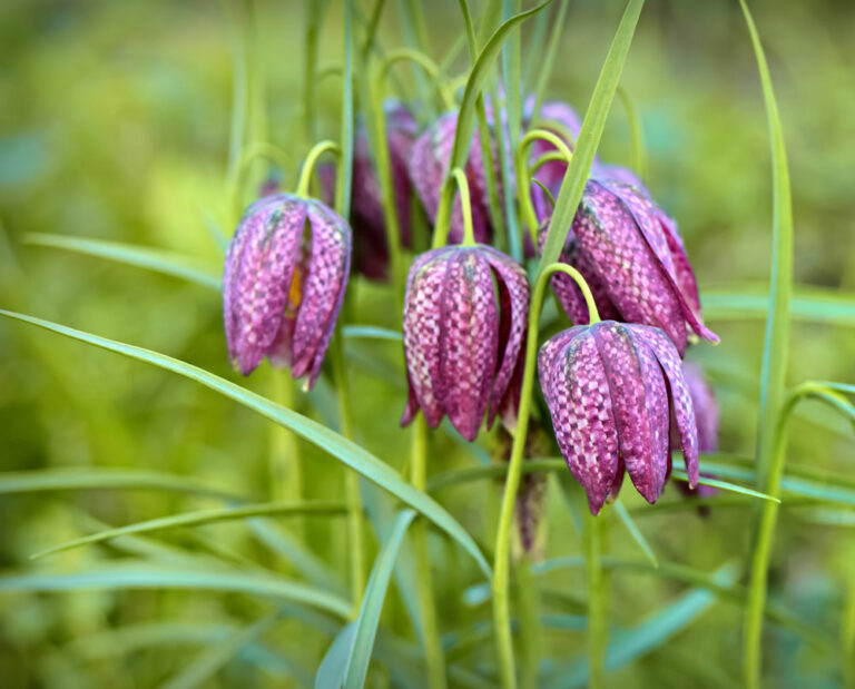 Fritillaria Care: Complete Fritillaria Growing Guide - Garden Lovers Club