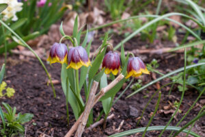 Fritillaria Care: Complete Fritillaria Growing Guide - Garden Lovers Club