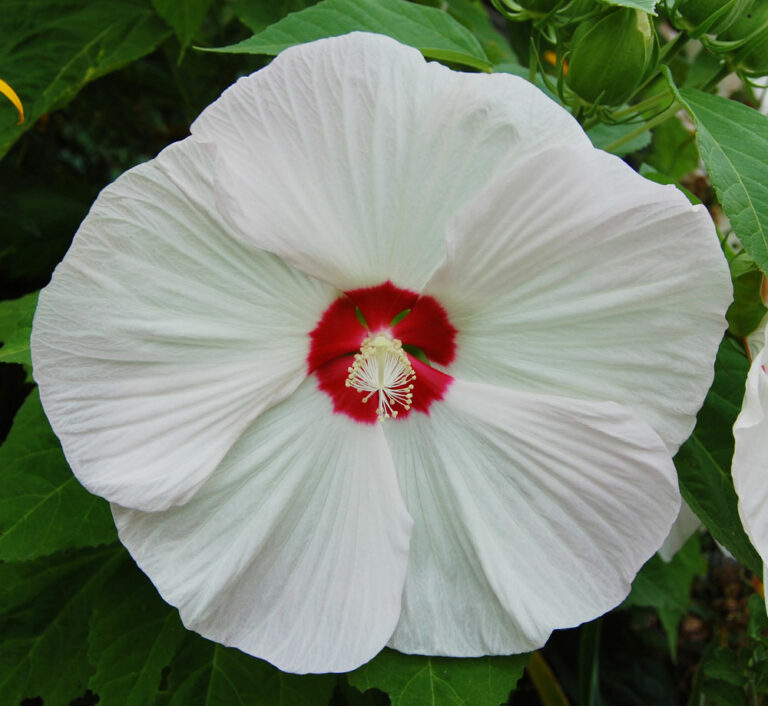 10 Different Types of Hibiscus - Garden Lovers Club