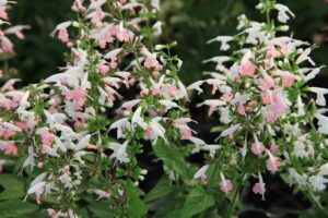 Salvia Care: Complete Guide on Growing Salvia - Garden Lovers Club