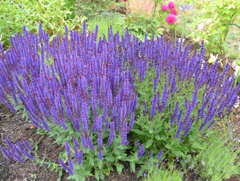Salvia Care: Complete Guide on Growing Salvia - Garden Lovers Club