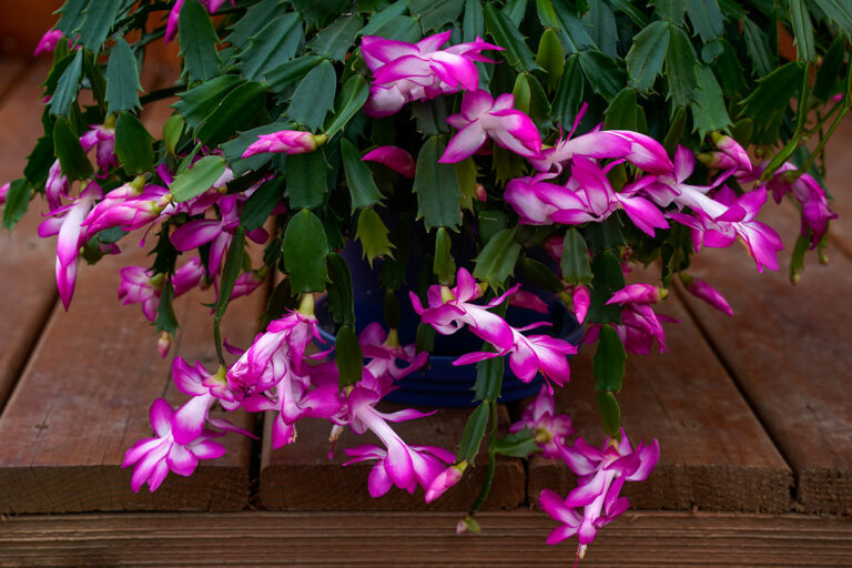 10 Tips for Getting Your Christmas Cactus to Bloom for the Holidays ...
