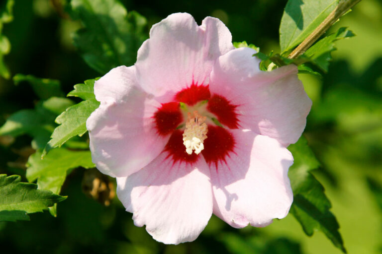 10 Different Types of Hibiscus - Garden Lovers Club