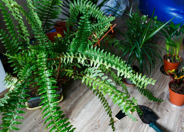 Can You Propagate Ferns from Cuttings? - Garden Lovers Club