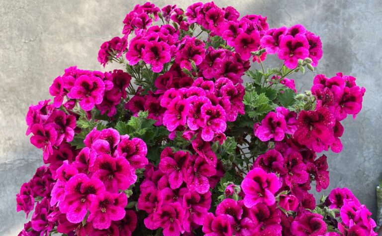 Growing Guide: Tips for Growing Cranesbill Geranium - Garden Lovers Club