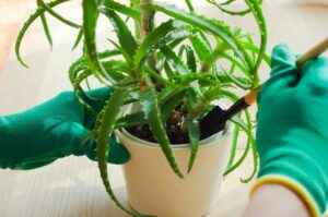 How to Propagate Aloe Vera from Cuttings - Garden Lovers Club