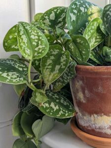 Pothos Care: Complete Guide on Growing Pothos - Garden Lovers Club