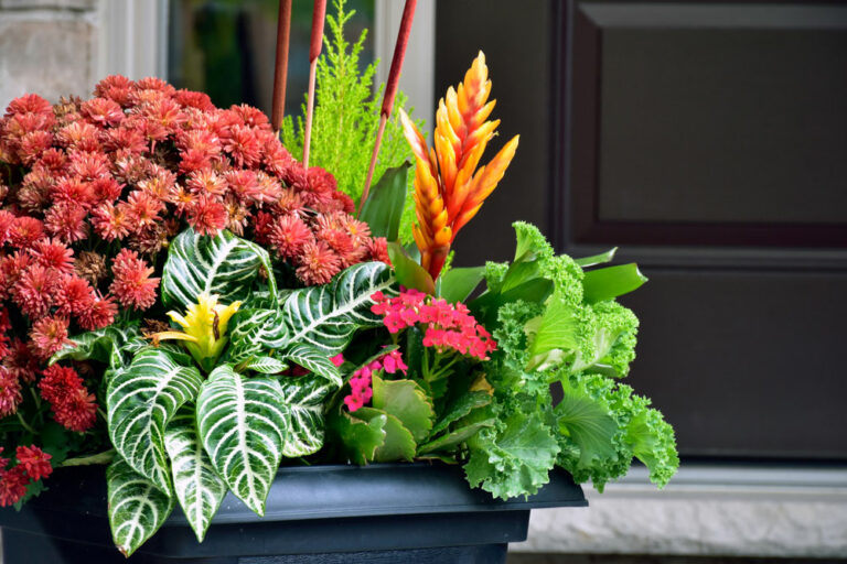 15 Low-Maintenance Container Plants that Thrive with Neglect - Garden ...