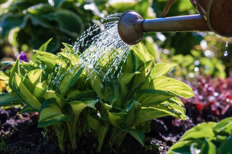 How to Get Hostas to Grow Bigger - Garden Lovers Club