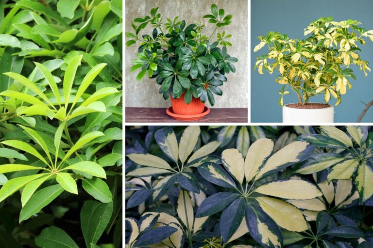 Umbrella Plant Care: How to Grow Umbrella Plants - Garden Lovers Club