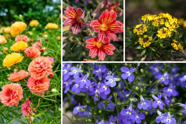 10 Beautiful Spring-Blooming Annuals - Garden Lovers Club
