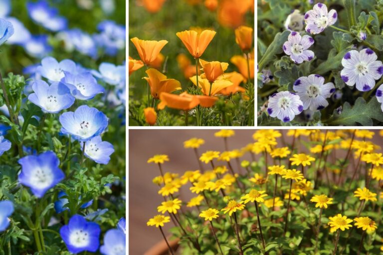 11 Perfect Hardy Annuals (Plus Growing Tips) - Garden Lovers Club