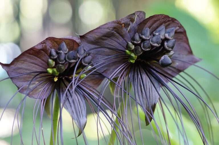 15 Black Perennials for a Sophisticated Garden - Garden Lovers Club