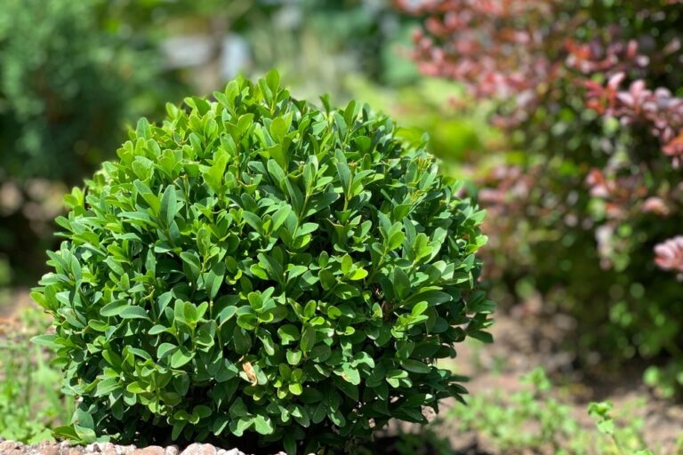 20 Evergreen Shrubs for a Year-Round Lush Garden - Garden Lovers Club