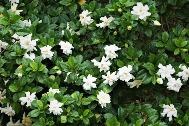 20 Florida Fragrant Plants to Perfume Your Garden - Garden Lovers Club