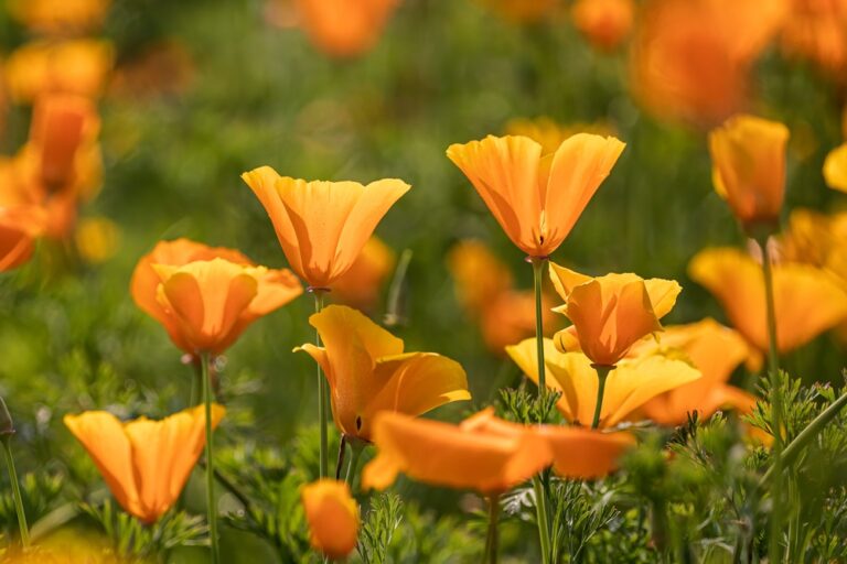 15 Perfect California Annuals - Garden Lovers Club