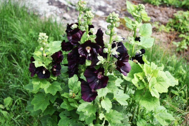 15 Black Perennials for a Sophisticated Garden - Garden Lovers Club
