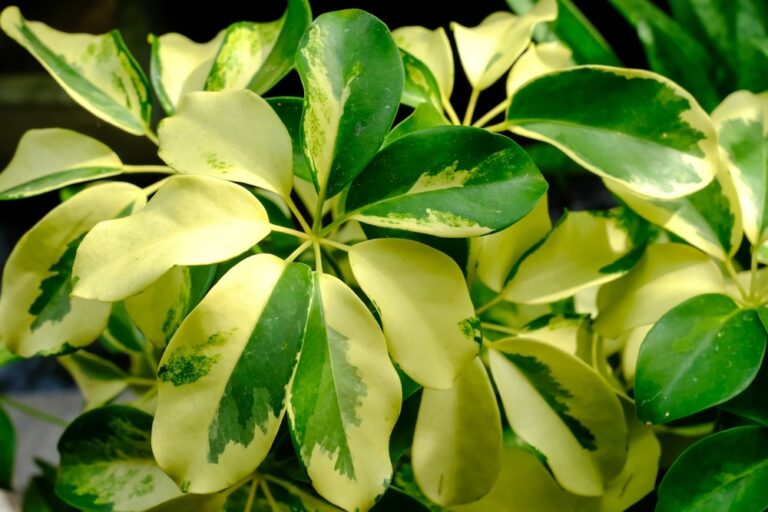 10 Different Types of Umbrella Plants - Garden Lovers Club