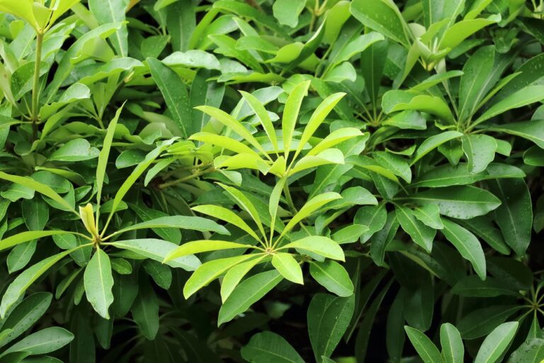10 Different Types of Umbrella Plants - Garden Lovers Club