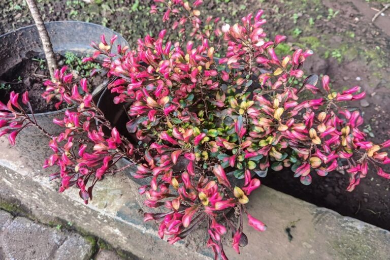 20 Evergreen Shrubs for a Year-Round Lush Garden - Garden Lovers Club