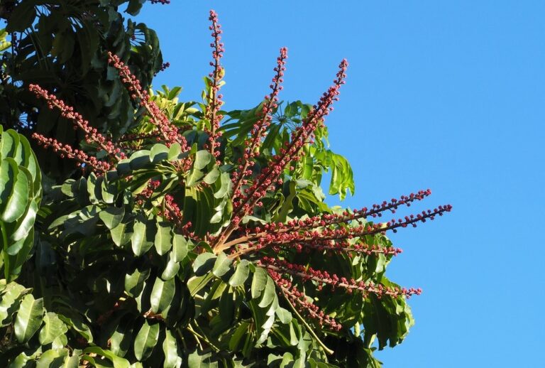 10 Different Types of Umbrella Plants - Garden Lovers Club