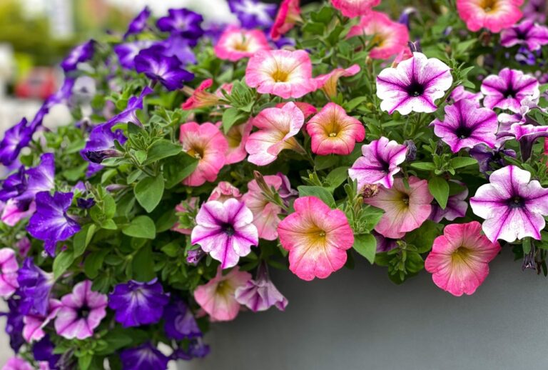15 Cheerful and Colorful Annuals - Garden Lovers Club