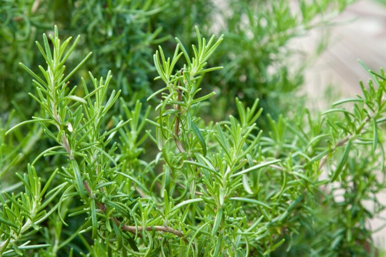 20 Evergreen Shrubs for a Year-Round Lush Garden - Garden Lovers Club