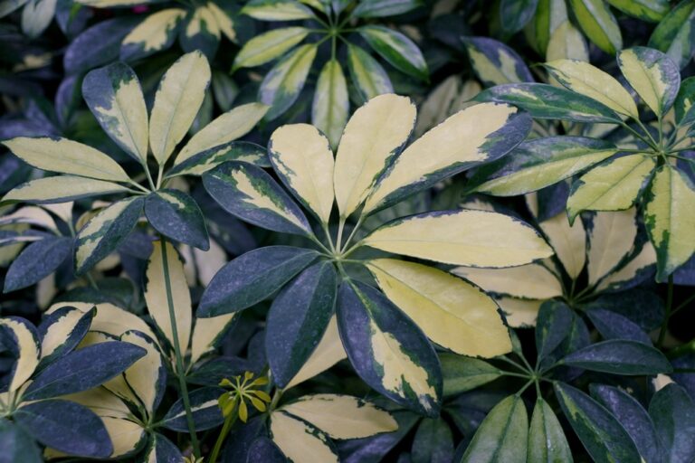 10 Different Types of Umbrella Plants - Garden Lovers Club