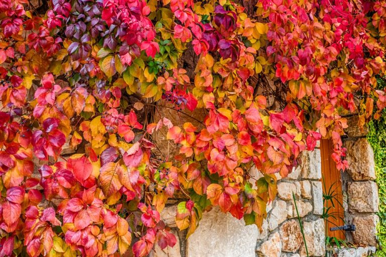 10 Best Wisconsin Vines - Garden Lovers Club