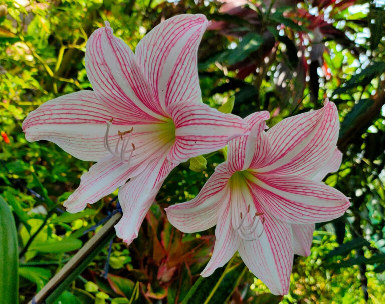 How to Start Amaryllis from Seed - Garden Lovers Club