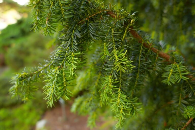 20 Evergreen Shrubs for a Year-Round Lush Garden - Garden Lovers Club