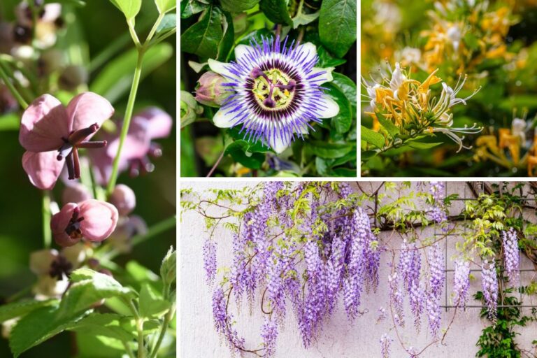 15 Fantastic Florida Vines (Photos) - Garden Lovers Club