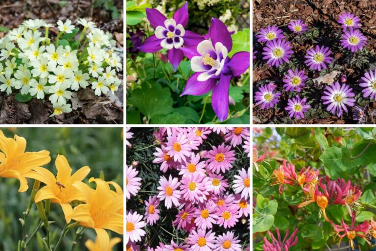 10 Fantastic Trailing Perennials - Garden Lovers Club