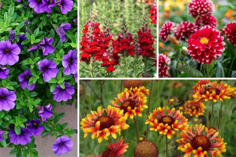 10 Beautiful Spring-Blooming Annuals - Garden Lovers Club