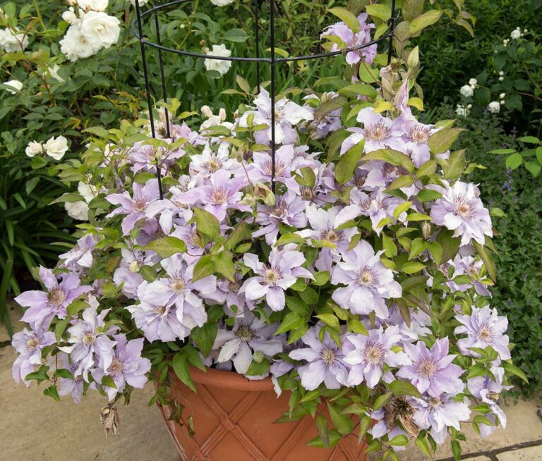 20 Different Types of Clematis (Photos) - Garden Lovers Club