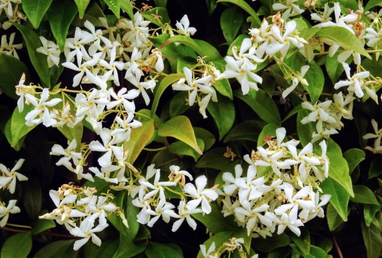 20 Florida Fragrant Plants to Perfume Your Garden - Garden Lovers Club