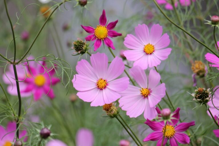 Keeping Cosmos Blooming Strong All Summer! - Garden Lovers Club