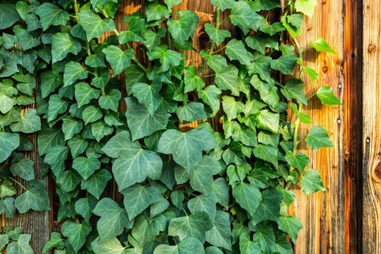 10 Best Colorado Flowering Vines - Garden Lovers Club