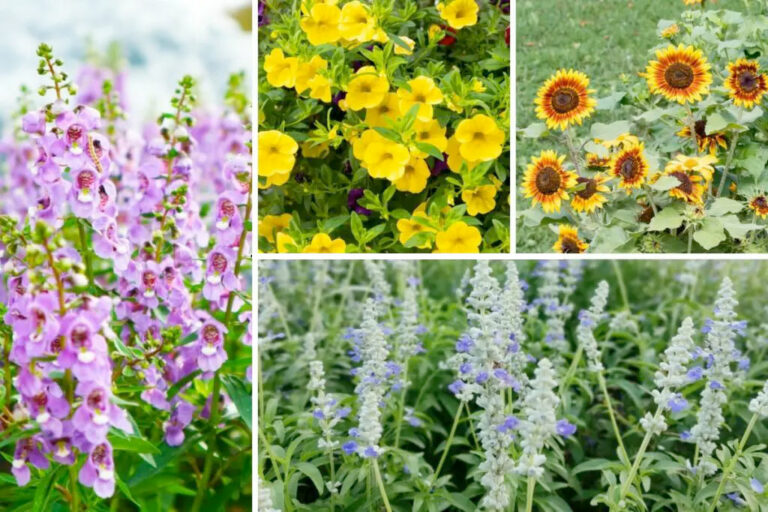 15 Fall Blooming Annuals You Must Plant - Garden Lovers Club