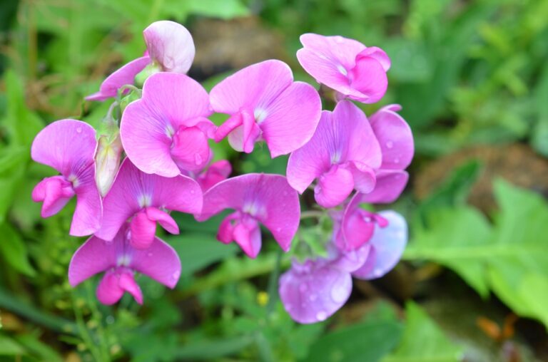 10 Best Colorado Flowering Vines - Garden Lovers Club