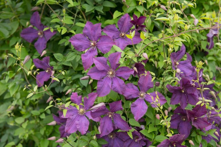 10 Best Colorado Flowering Vines - Garden Lovers Club