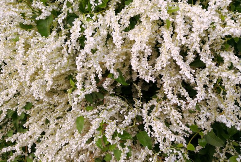 10 Best Colorado Flowering Vines - Garden Lovers Club