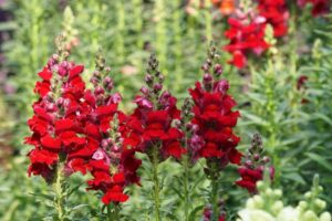 10 Thriving Florida Annuals - Garden Lovers Club