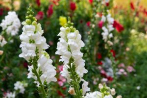 12 Hydrangeas Companion Plants - Garden Lovers Club
