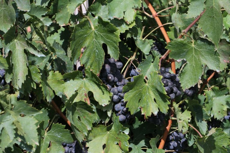 10 Best Colorado Flowering Vines - Garden Lovers Club