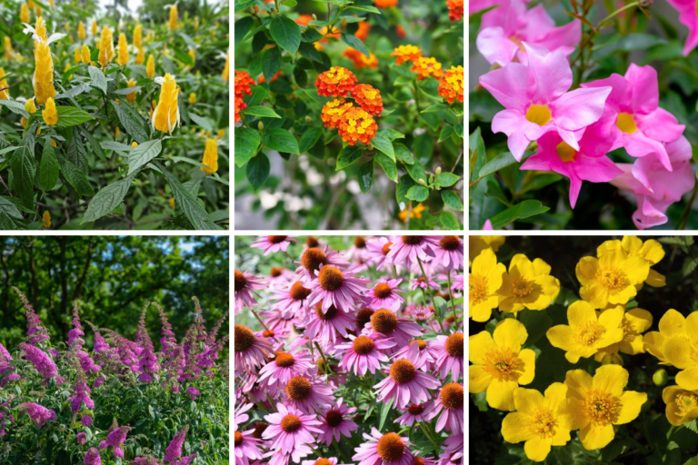 10 Common Problems with Hibiscus Plants & How to Solve Them - Garden ...