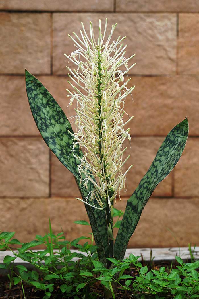 How to Get a Snake Plant to Bloom? - Garden Lovers Club