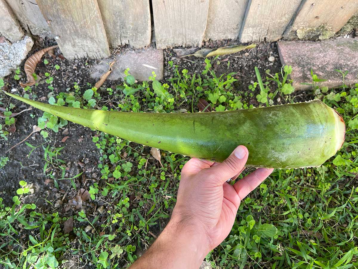 10 Common Problems With Aloe Vera Plants & Their Solutions - Garden ...